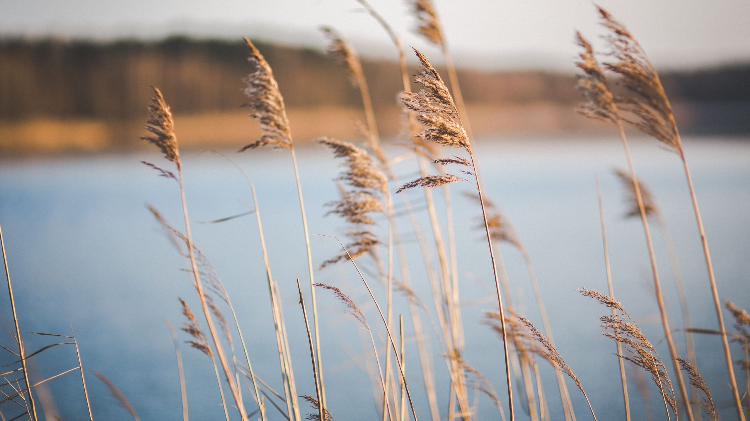 Reflections: David Humke | Chateau Retirement